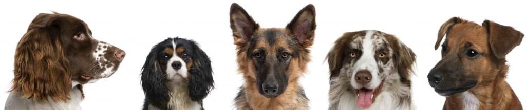 Metaphyseal Osteopathy - BoneVet Orthopaedics