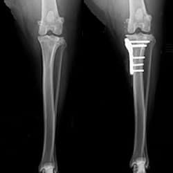 TPLO Guarantee - BoneVet Orthopaedics