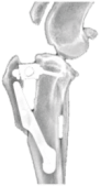 TPLO vs TTA vs ECR: a review of scientific studies - BoneVet Orthopaedics